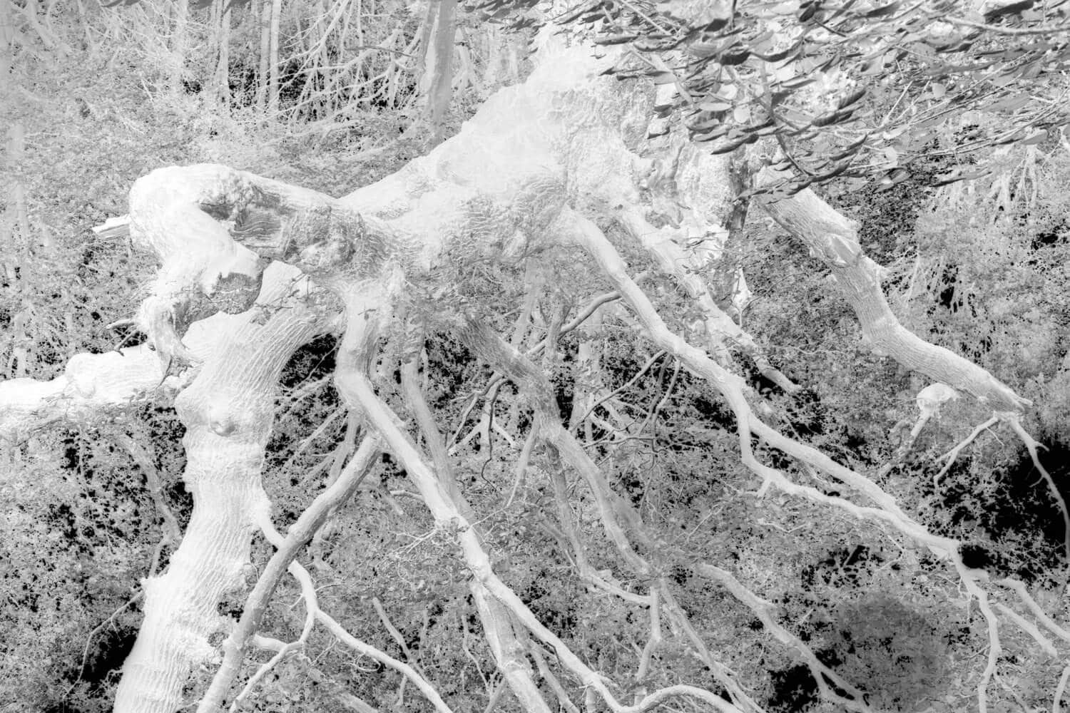 Exhibition | susan pui san lok | A Coven A Grove A Stand | Firstsite