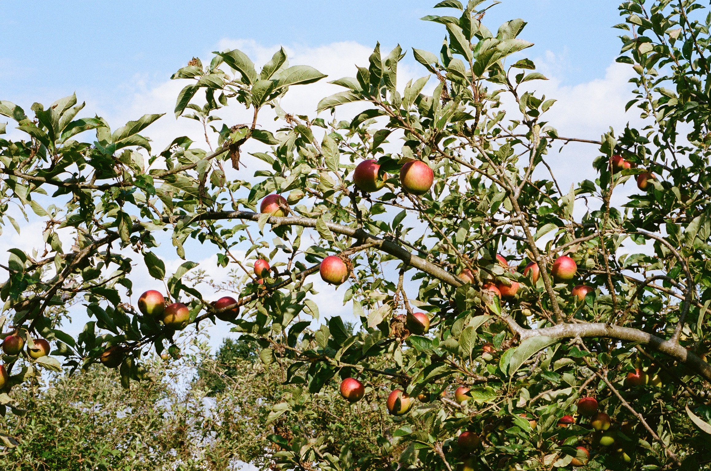 Into the Orchard - Firstsite